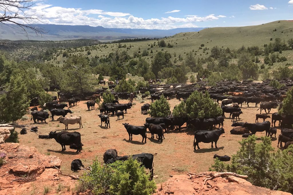 The Cowboy Experience | Working Ranch Vacation | TX Ranch