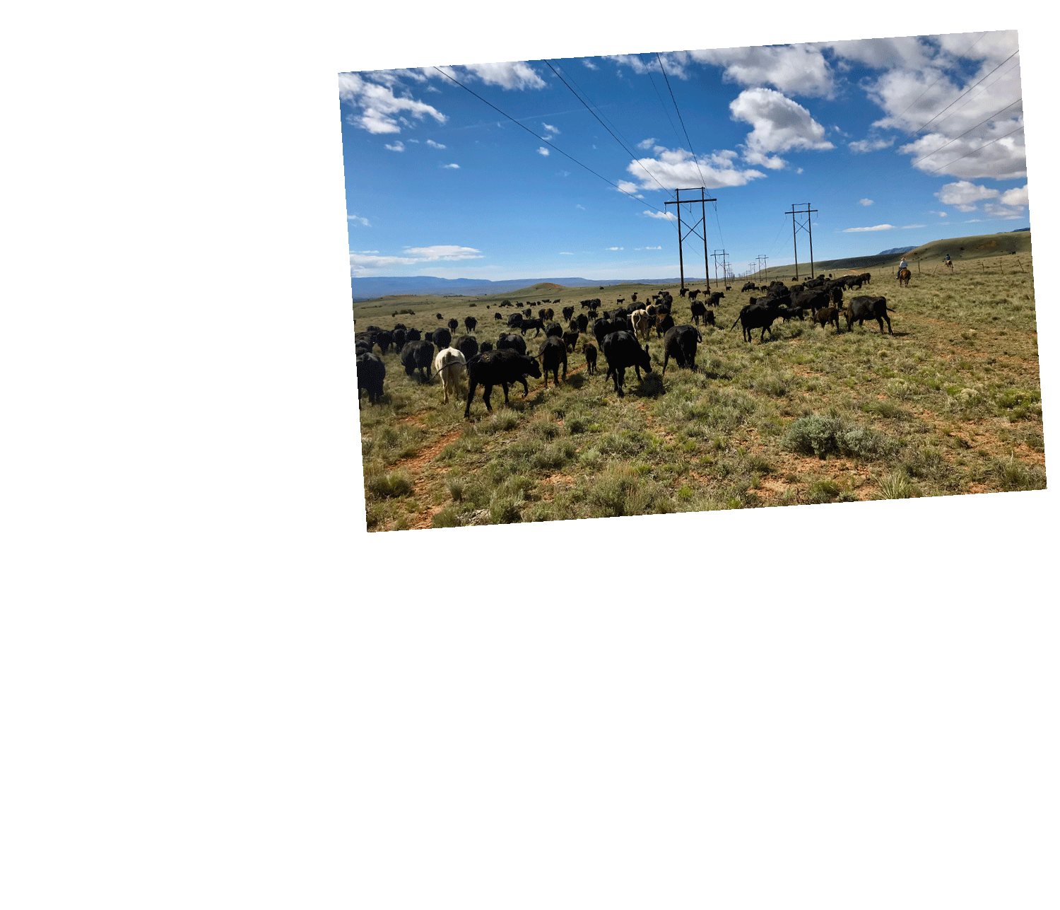 The Cowboy Experience | Working Ranch Vacation | TX Ranch